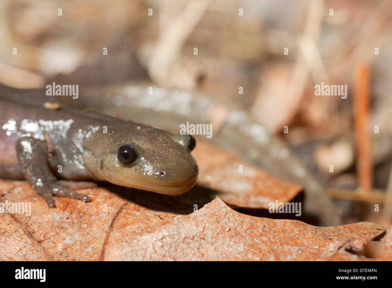 A male Jefferson's salamander on its spring migration to a breeding ...