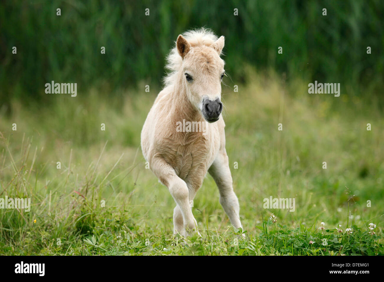 Miniature Shetland Pony foal Stock Photo - Alamy