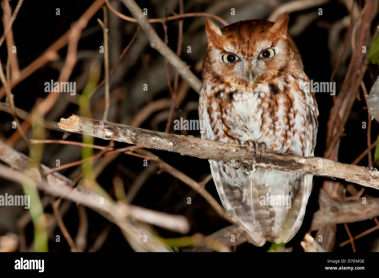 Full body view of a curious eastern screech owl Stock Photo - Alamy