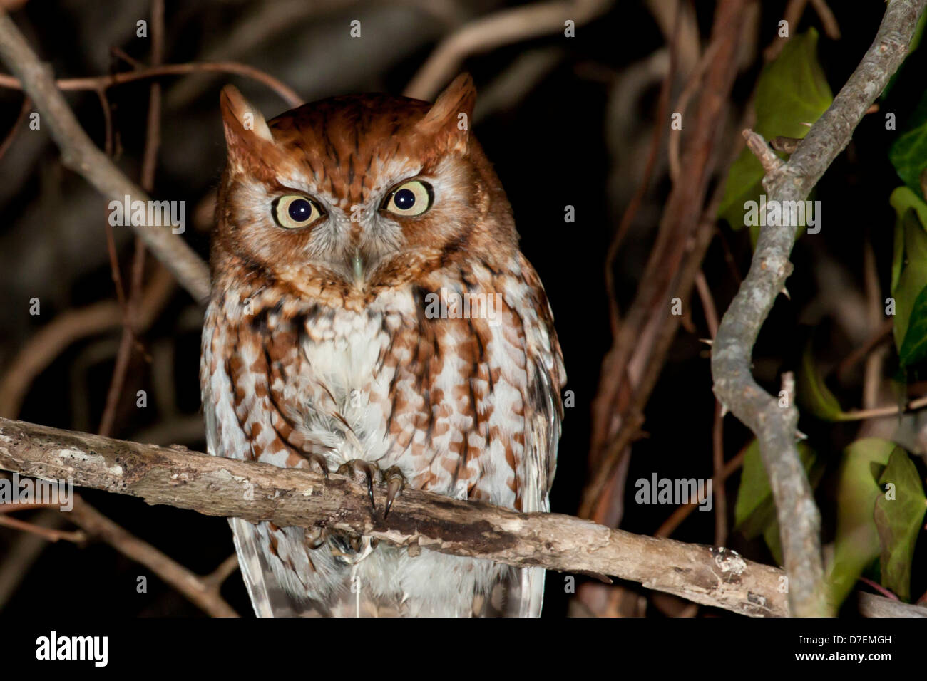 Eastern screech owl red phase - Megascops asio Stock Photo - Alamy