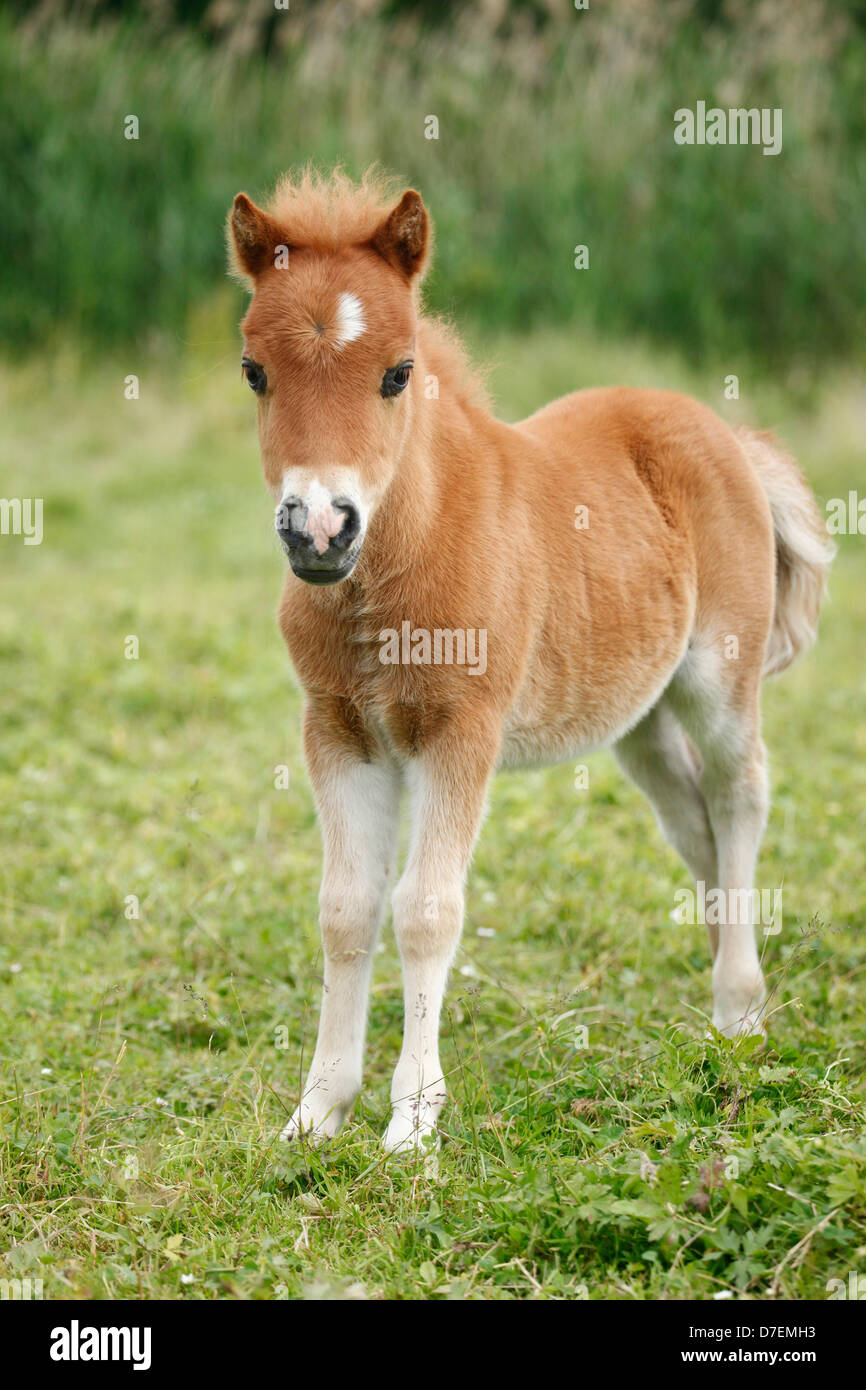 Miniature Shetland Pony foal Stock Photo - Alamy