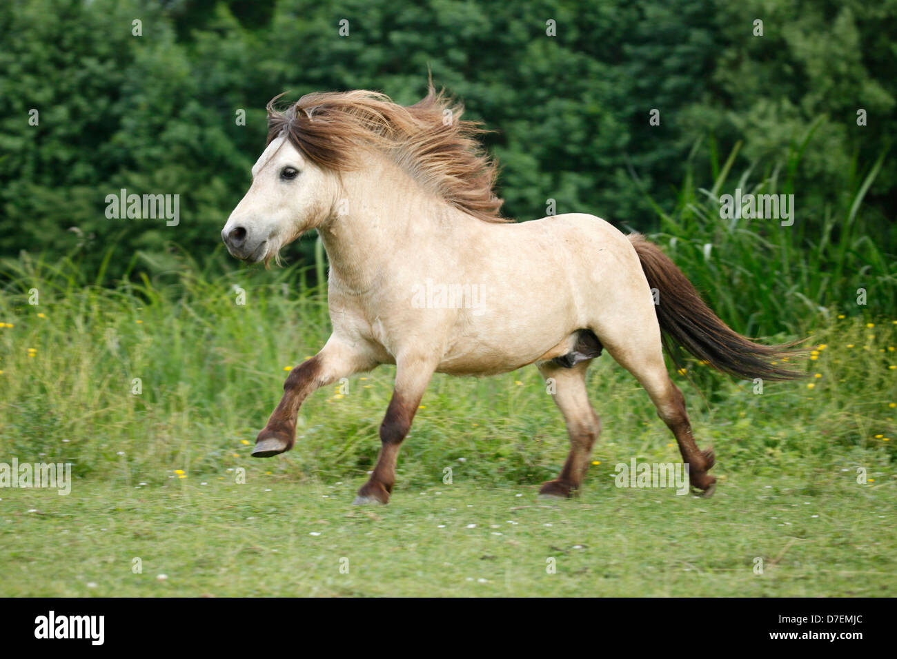 Miniature Shetland Pony stallion Stock Photo - Alamy