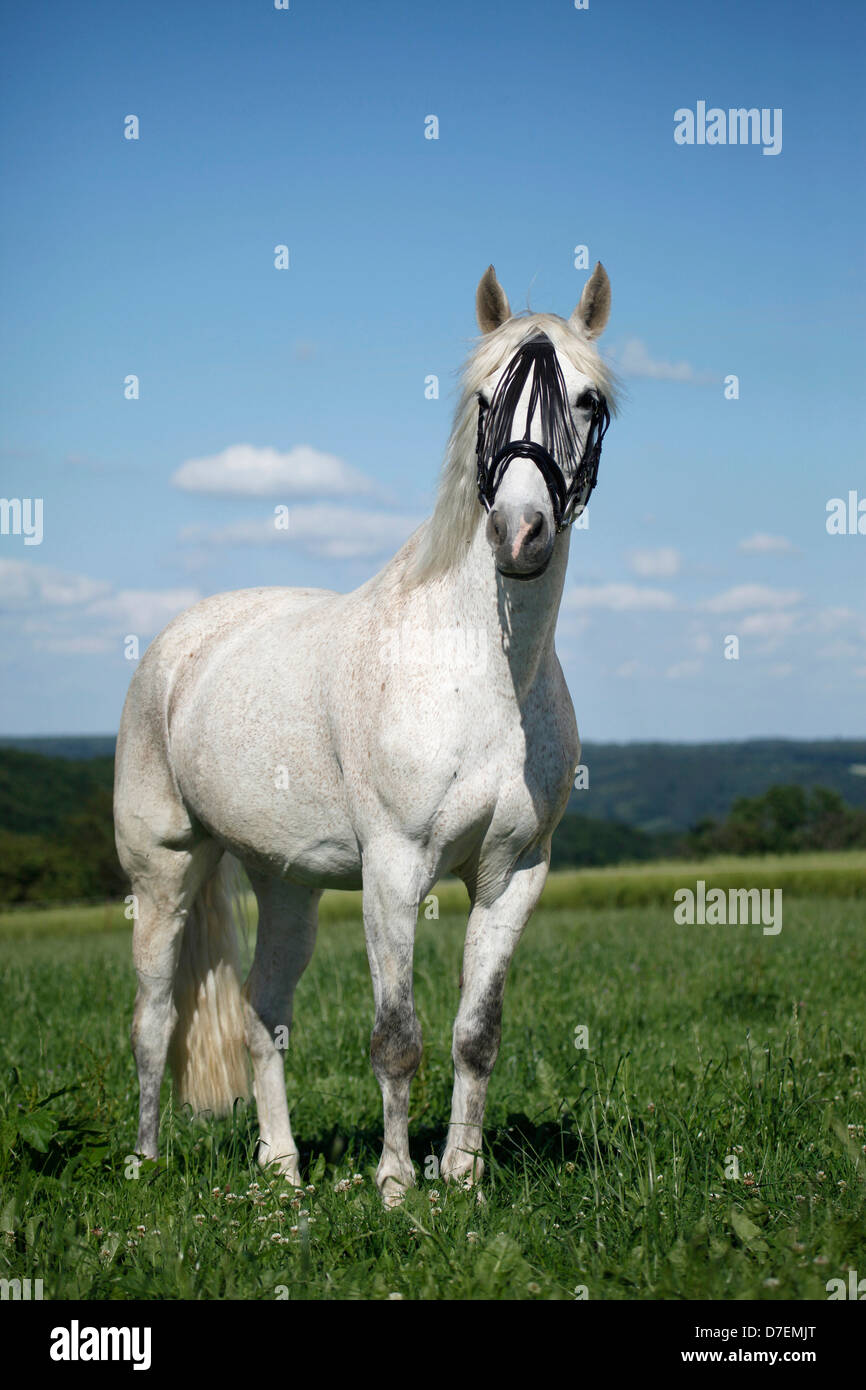White flash horse hi-res stock photography and images - Alamy