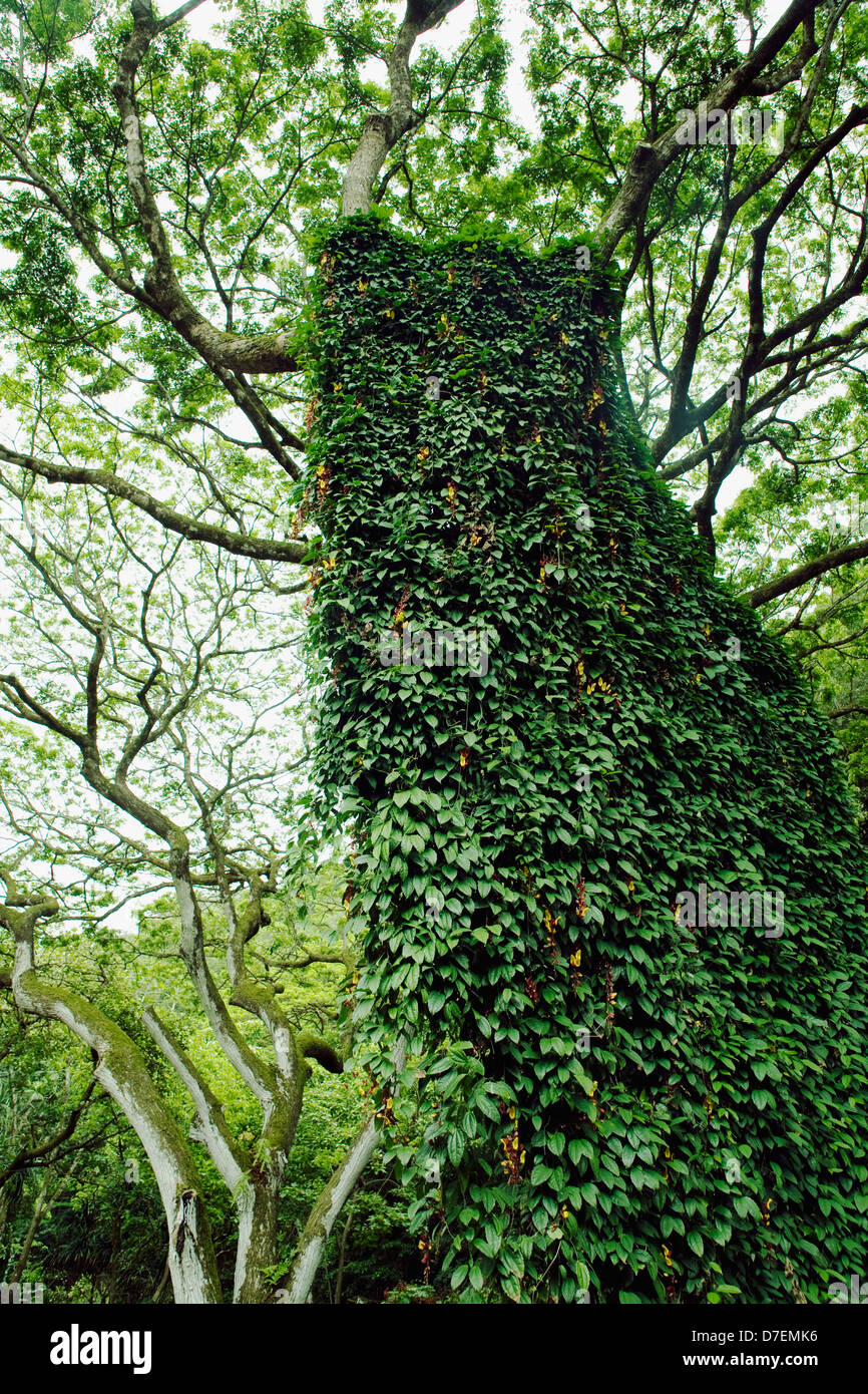 Rainforest vines plants hi-res stock photography and images - Alamy