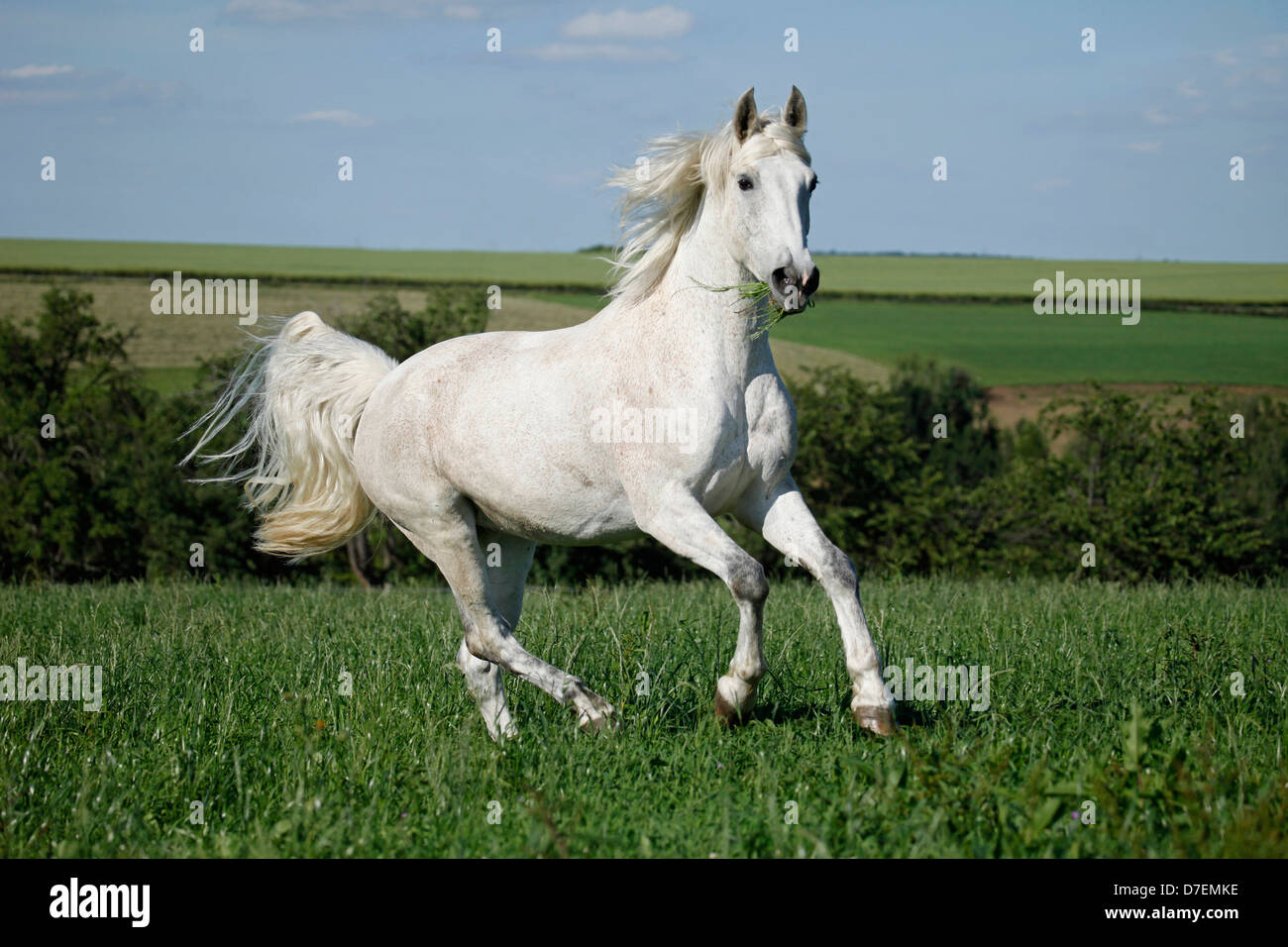 galloping Andalusian horse Stock Photo - Alamy
