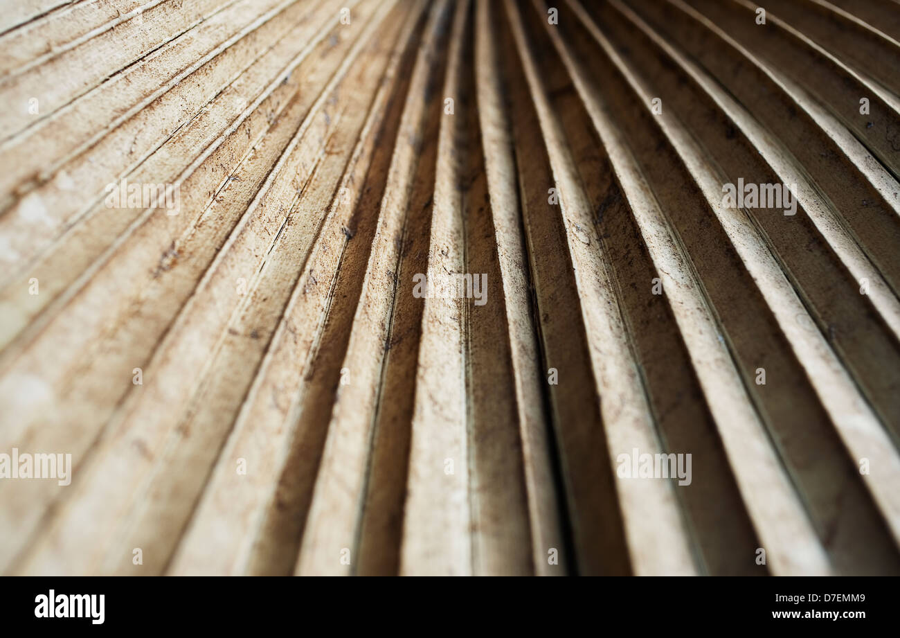 Dead palm tree leaves hi-res stock photography and images - Alamy