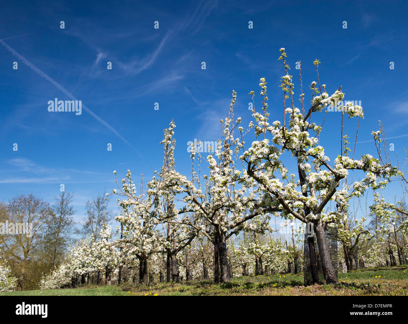 Orchard surrey hi-res stock photography and images - Alamy