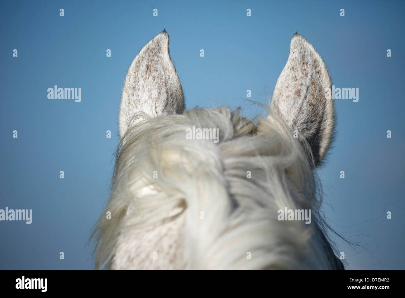 Andalusian horse ears Stock Photo - Alamy