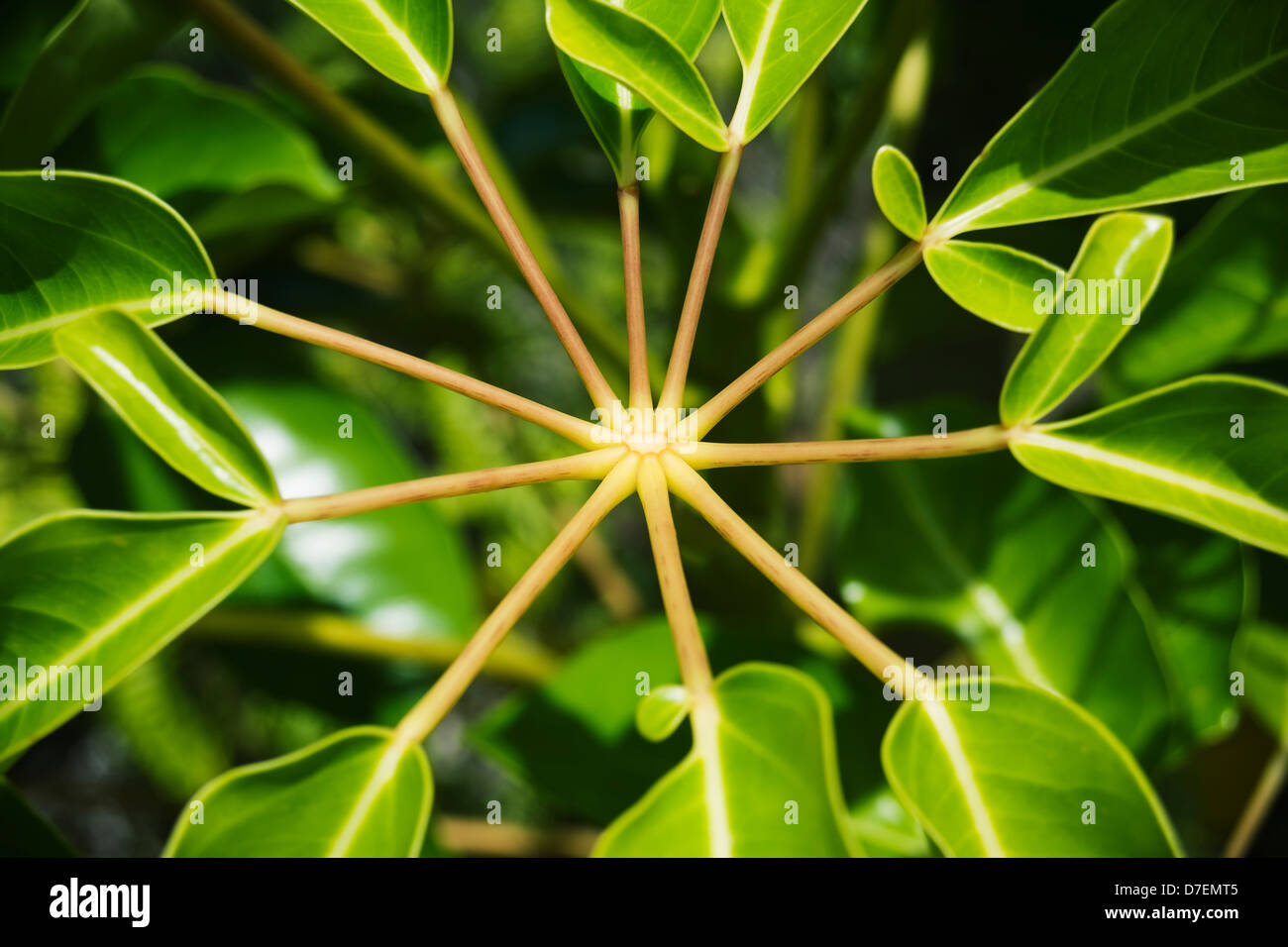 Tree circular foliage hi-res stock photography and images - Alamy