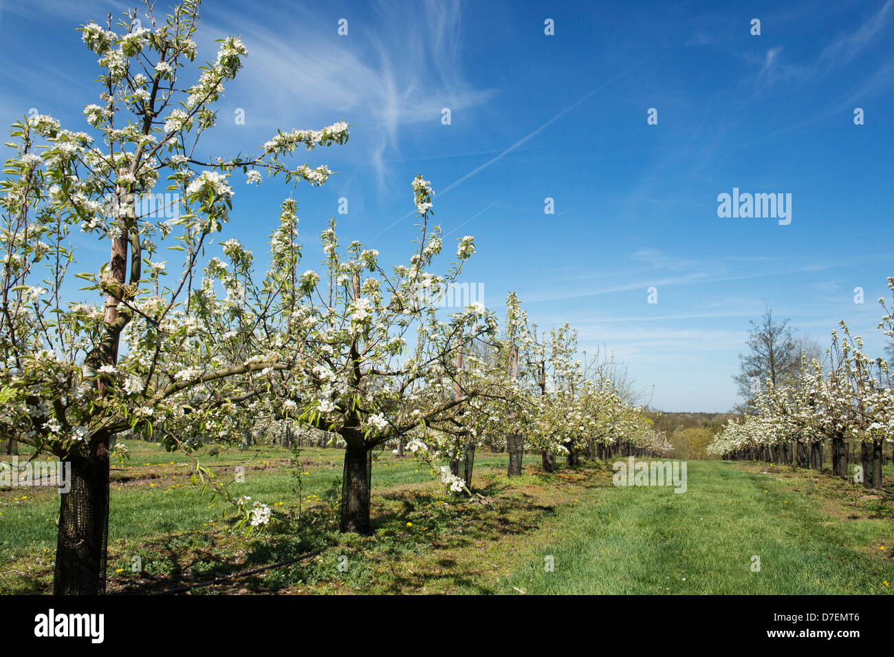 Pyrus. Pear tree Orchard in blossom at RHS Wisley Gardens, Surrey ...