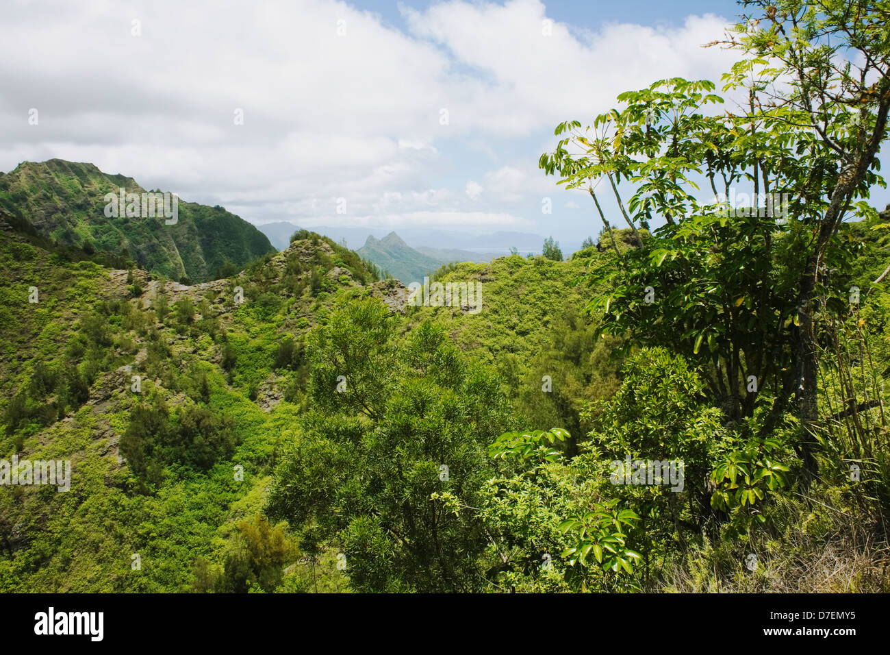 Koolau forest hi-res stock photography and images - Alamy