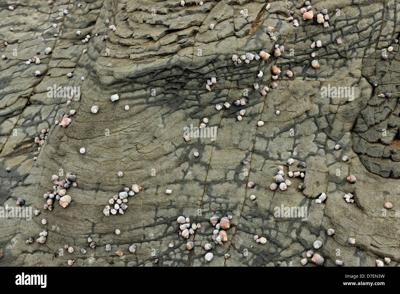 Intertidal organisms low tide Northern striped dogwinkle Nucella ...