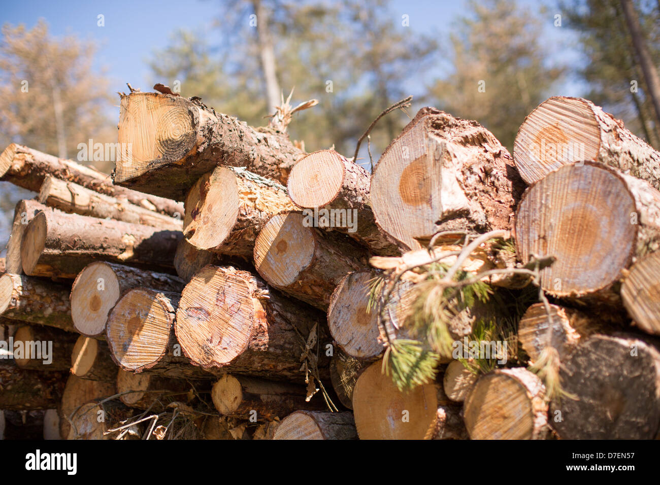 Freshly cut logs and timber felled in Pembrey Country Park, Llanelli ...