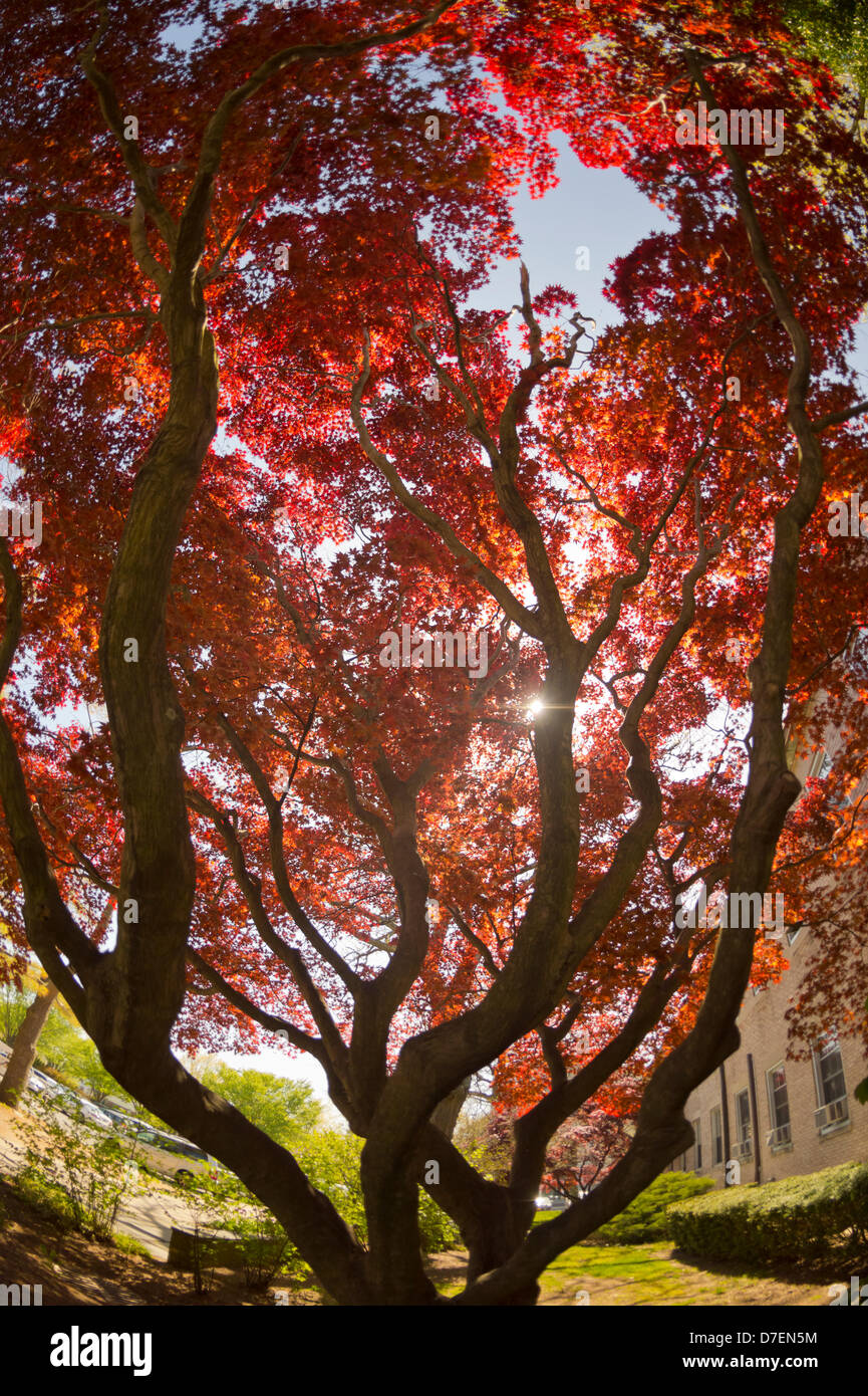 Hofstra university trees hi-res stock photography and images - Alamy