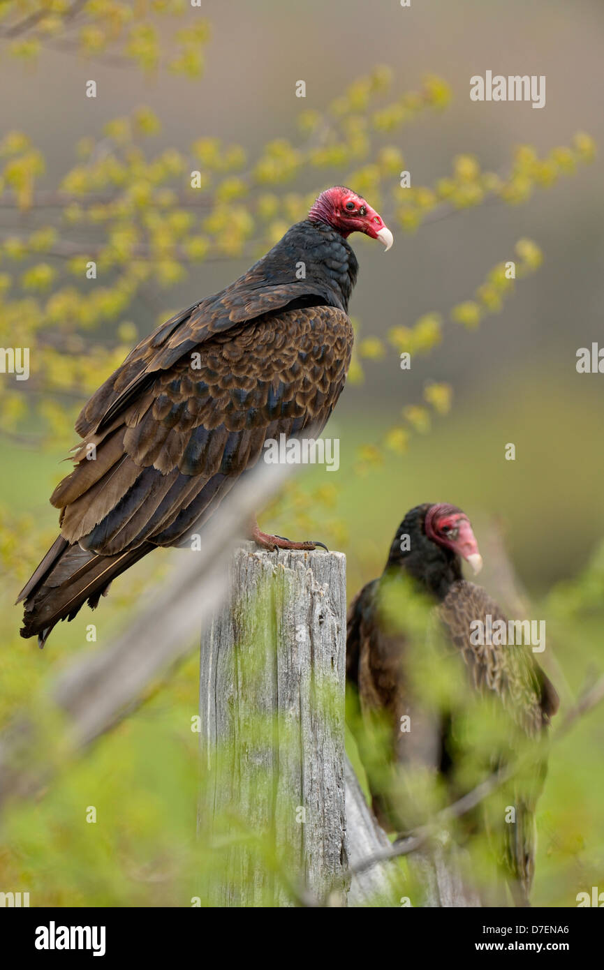 Vultures roost hi-res stock photography and images - Alamy