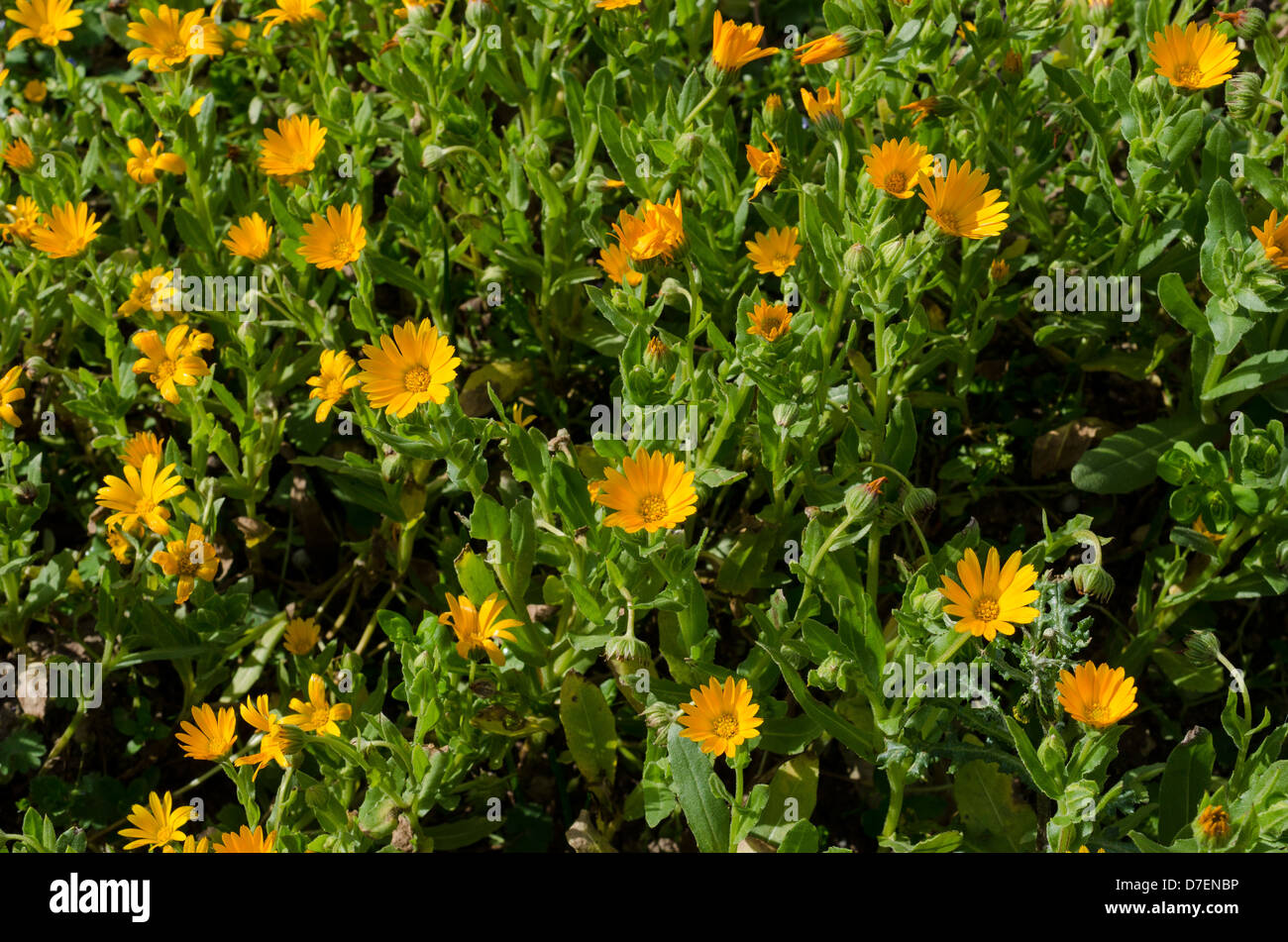 Calendula officinalis (common marigold Stock Photo - Alamy