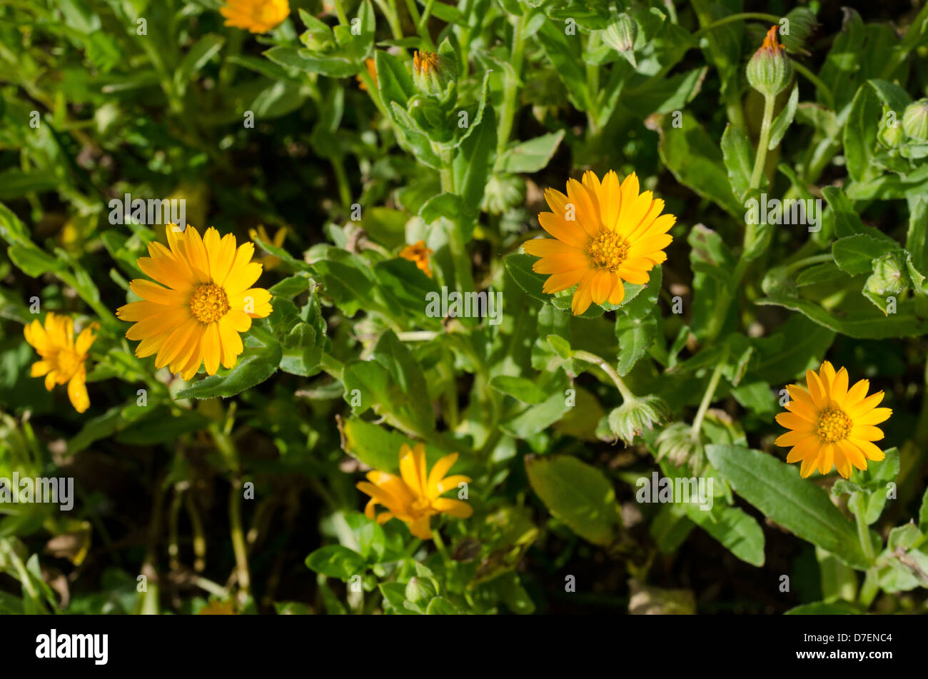 Calendula officinalis (common marigold Stock Photo - Alamy