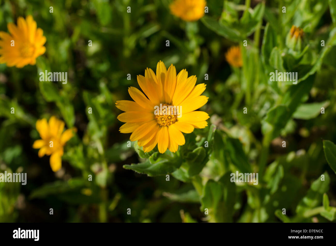 Calendula officinalis (common marigold Stock Photo - Alamy