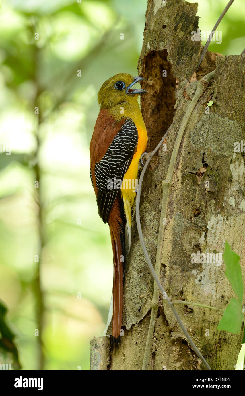 Eared trogon hi-res stock photography and images - Alamy