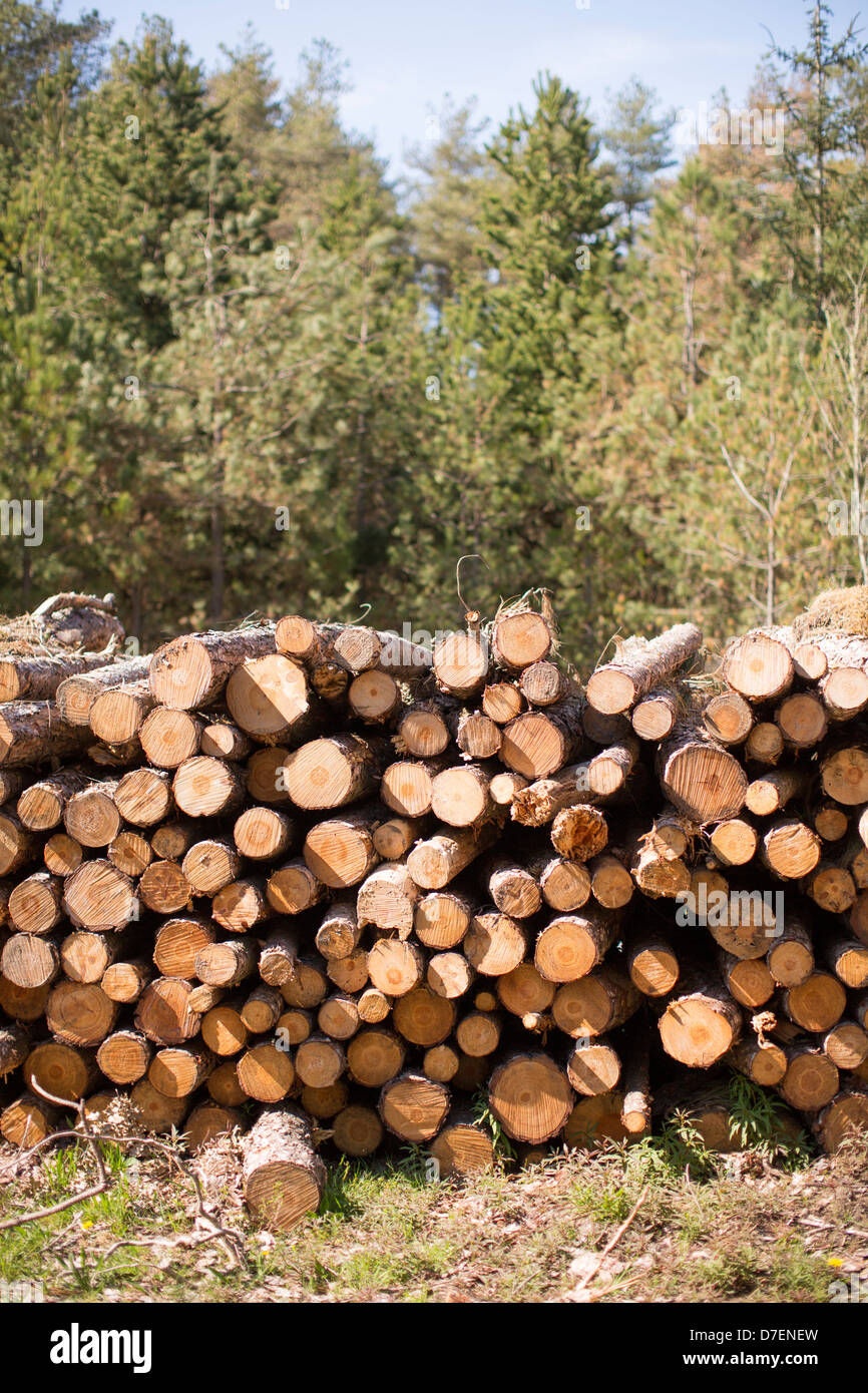 Freshly cut logs and timber felled in Pembrey Country Park, Llanelli ...