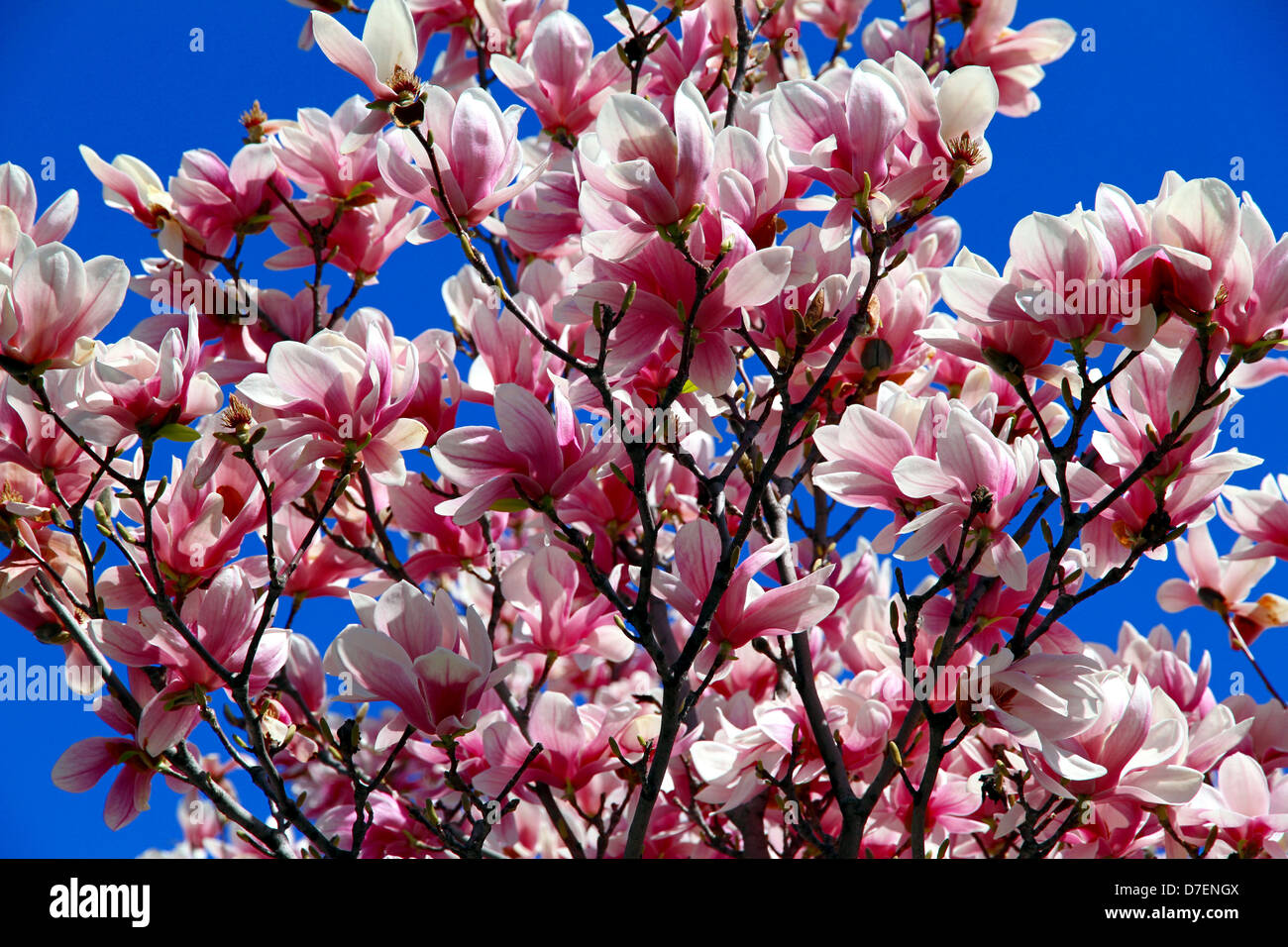 Blue magnolia tree hi-res stock photography and images - Alamy