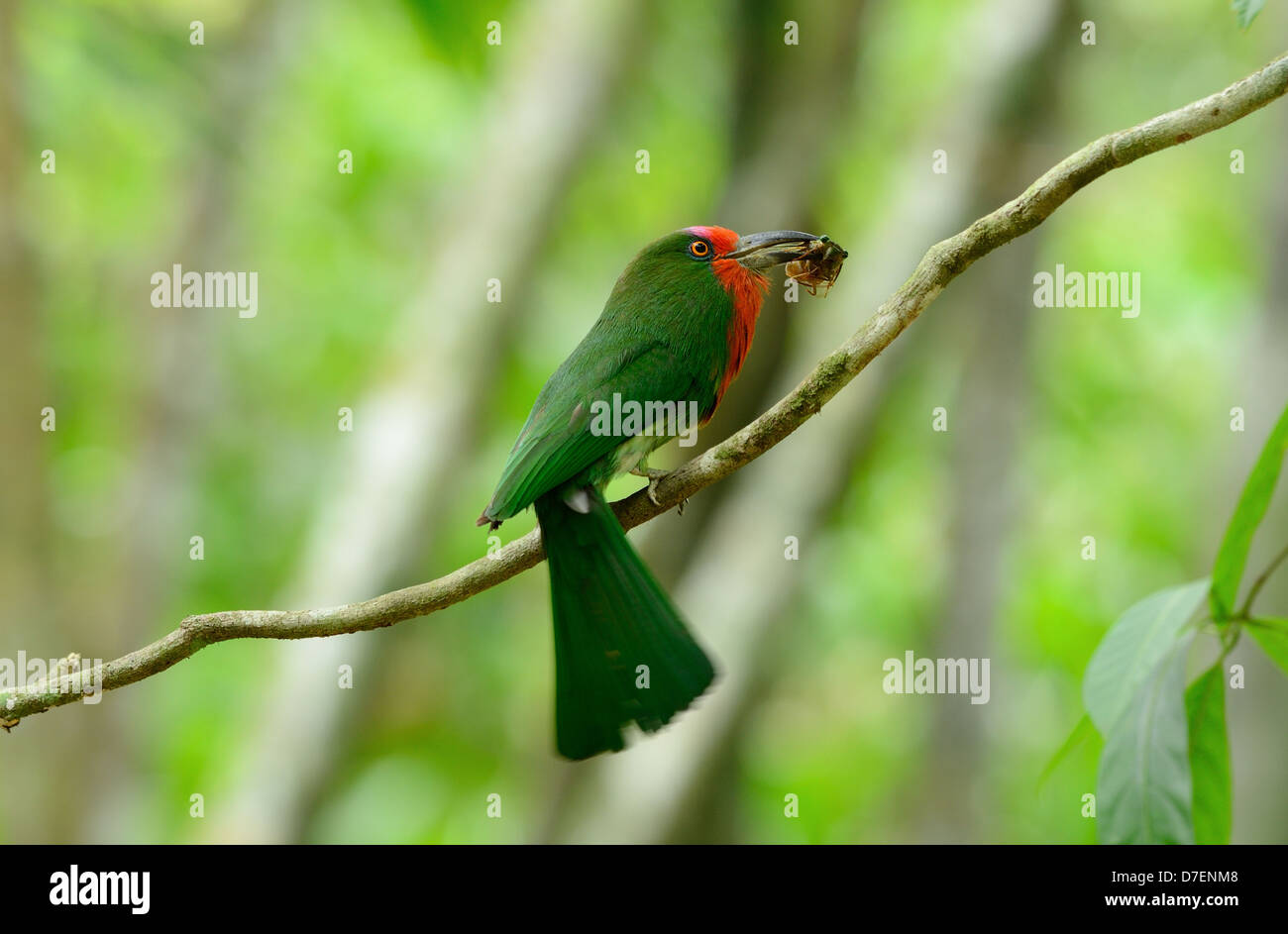 Beautiful female Red-bearded Bee-eater bird (Nyctyornis amictus ...
