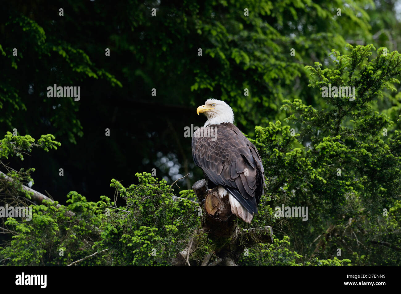 Bald eagle (Haliaeetus leucocephalus) Adult, Prince Rupert, British ...