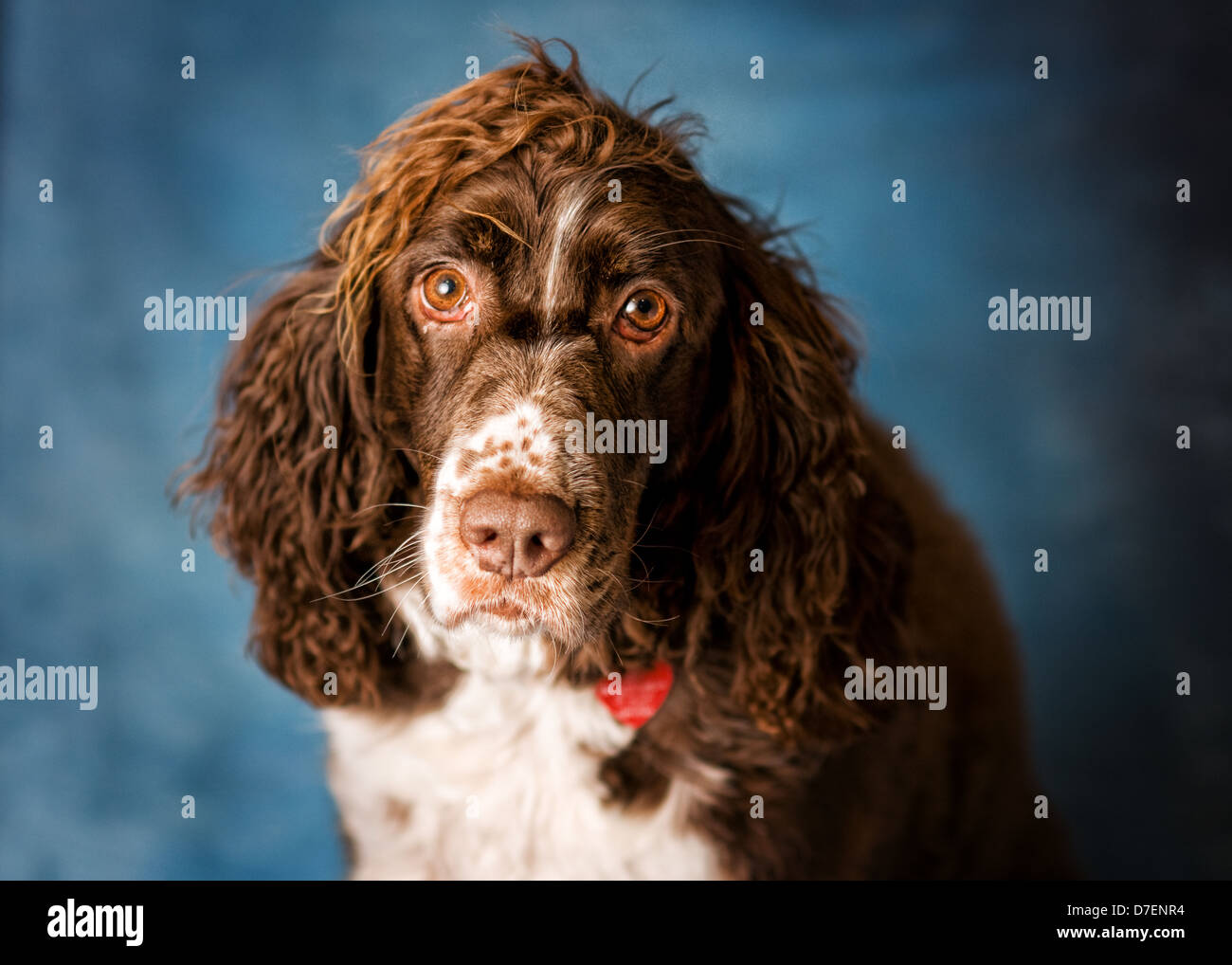 sweet english springer spaniel looking up into the camera Stock Photo ...