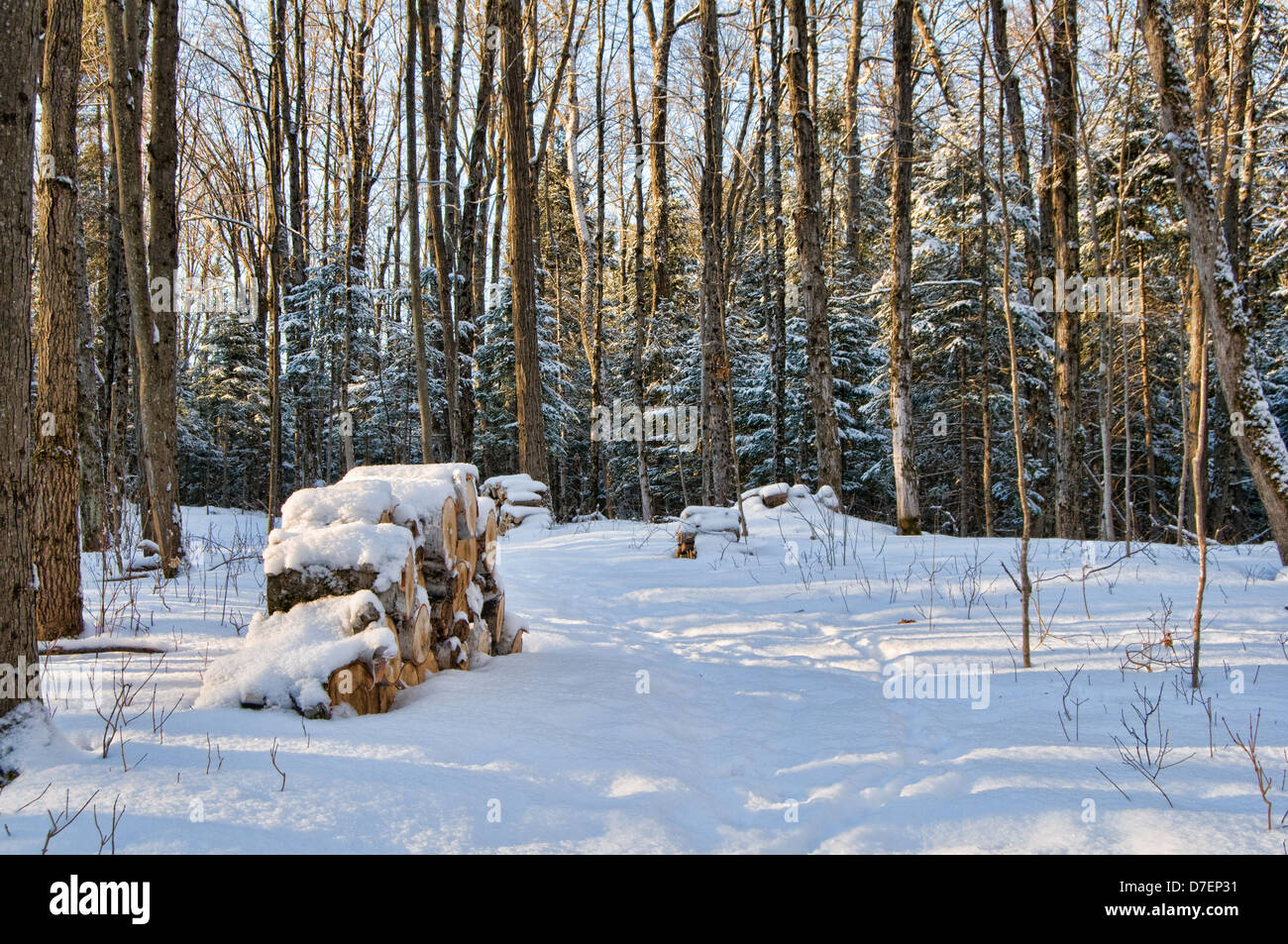 a stack of logs covered in snow in a snowy forest on a winter morning ...