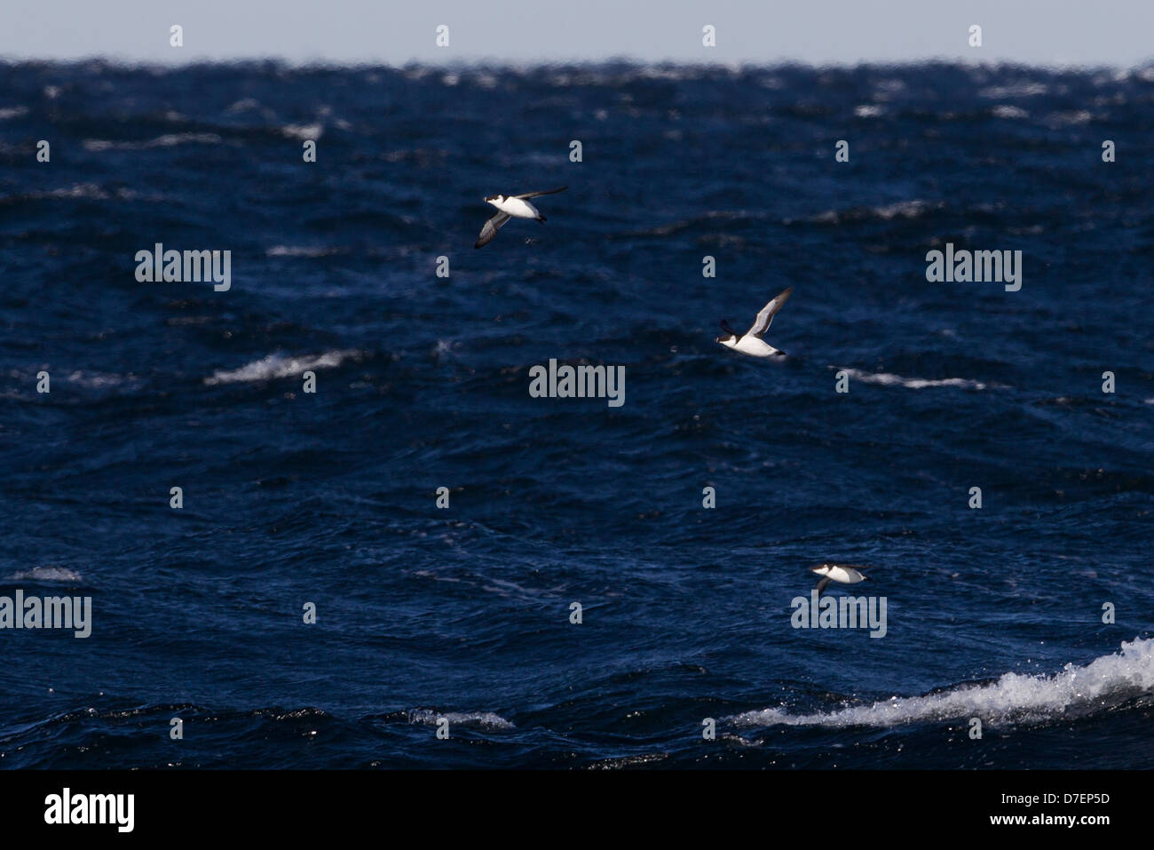 Razorbill in flight hi-res stock photography and images - Alamy