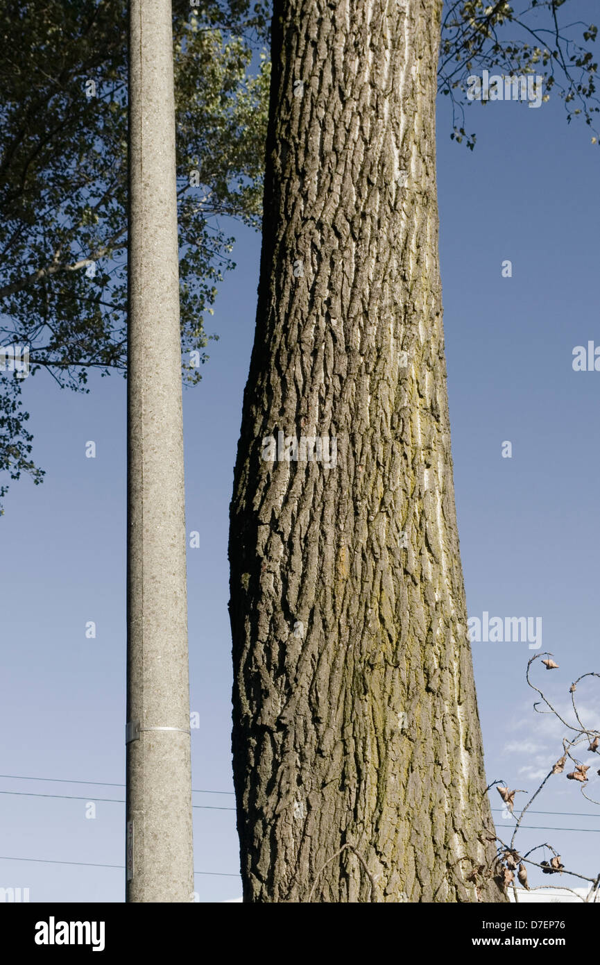 Pylon and tree Stock Photo - Alamy