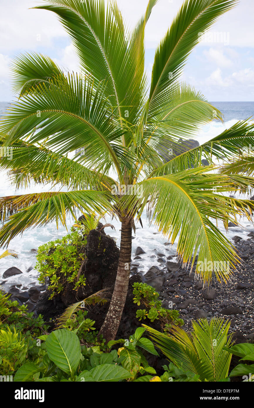 Palm tree and waves crashing into the shore along the coast;Hana maui ...