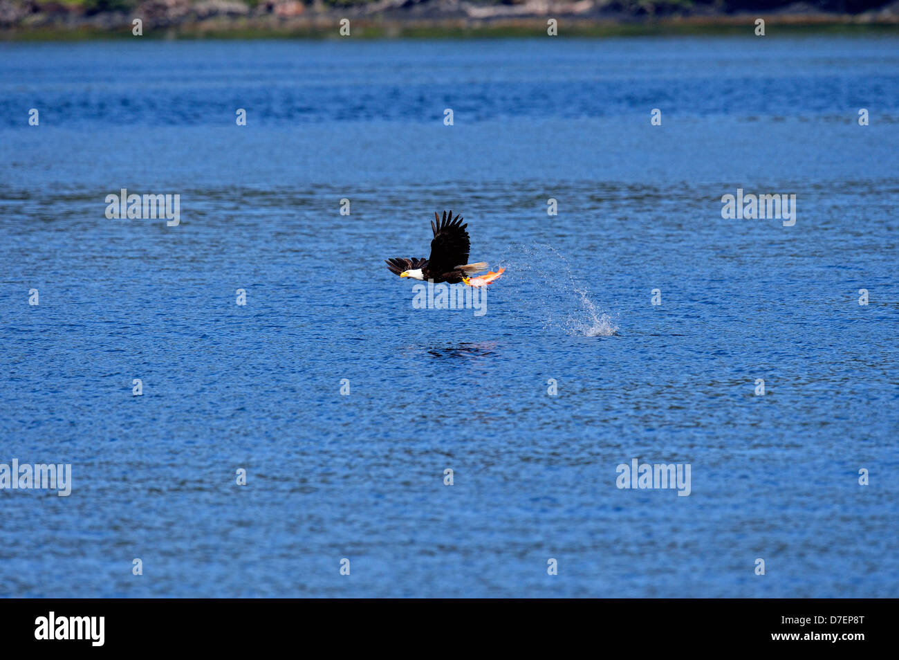 Bald eagle (Haliaeetus leucocephalus) Adult hunting, Haida Gwaii (Queen Charlotte Islands) Gwaii ...