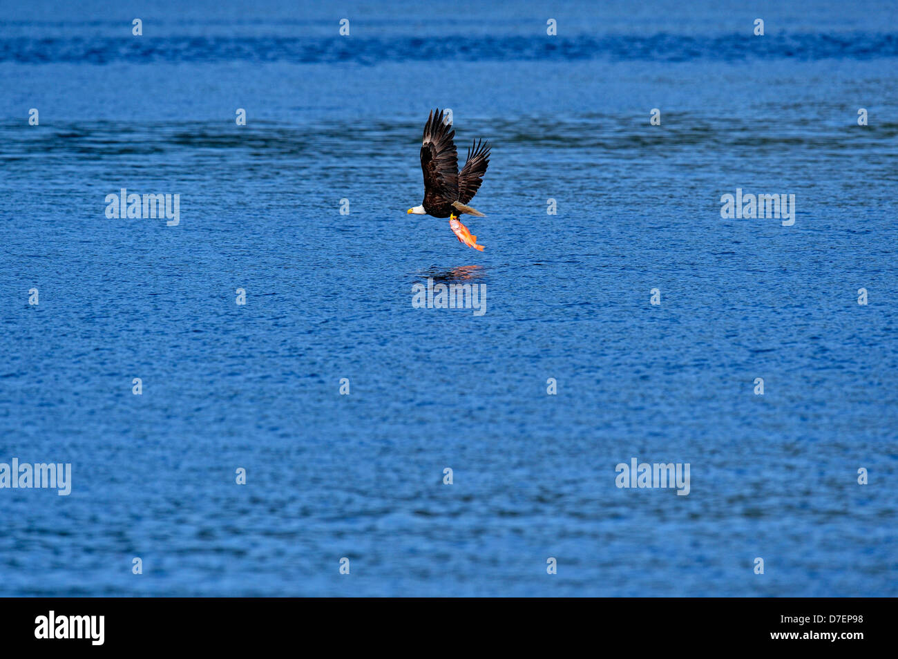 Bald eagle (Haliaeetus leucocephalus) Adult hunting, Haida Gwaii (Queen ...