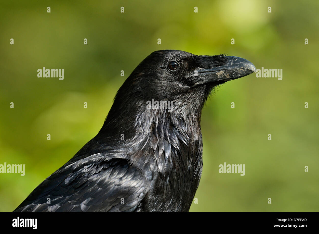 Common Raven (Corvus corax), Banff National Park, Alberta, Canada Stock ...