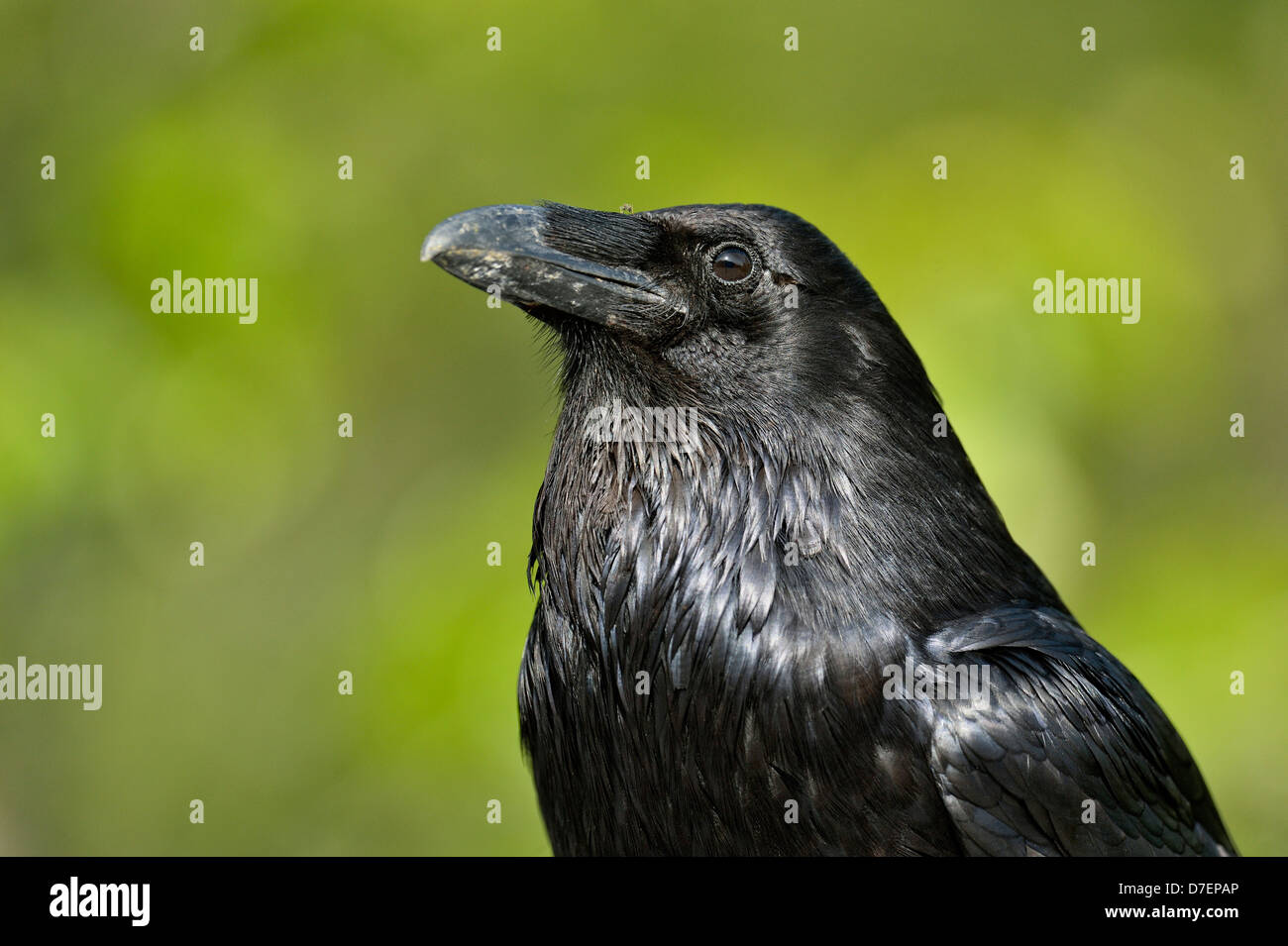 Tame raven hi-res stock photography and images - Alamy