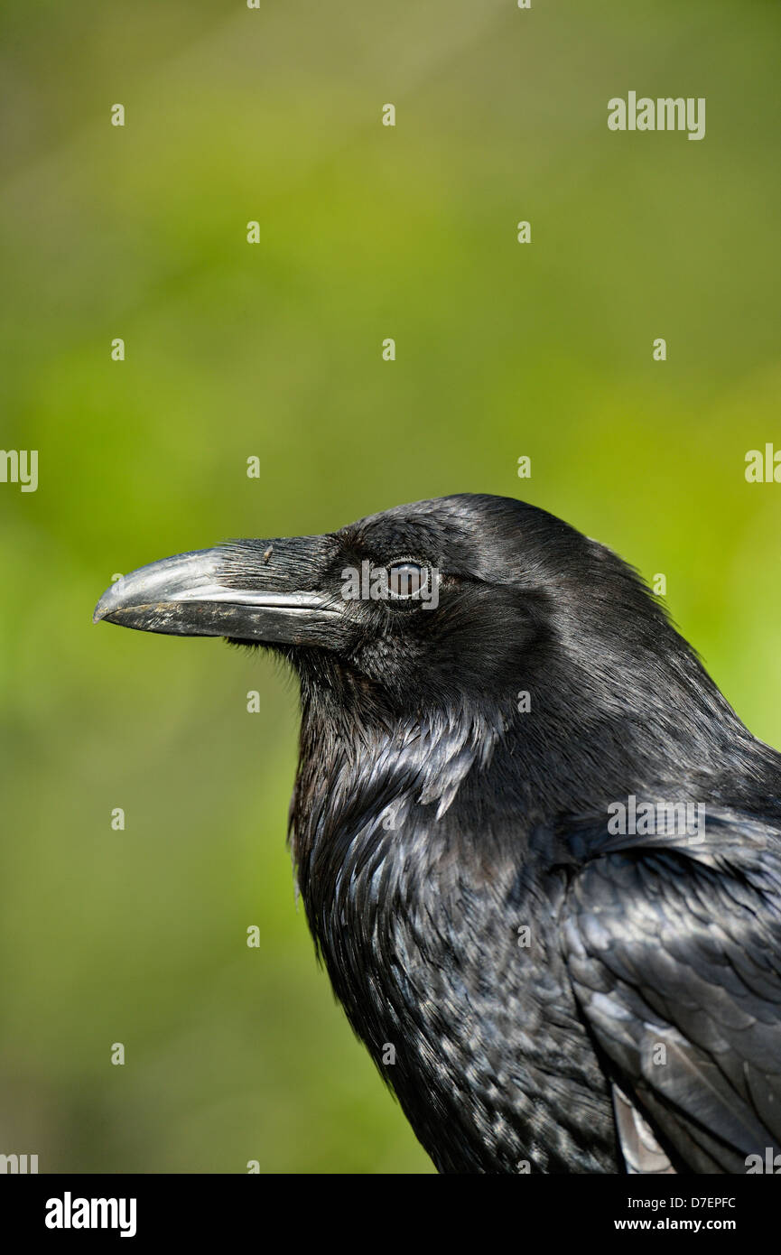 Tame raven hi-res stock photography and images - Alamy