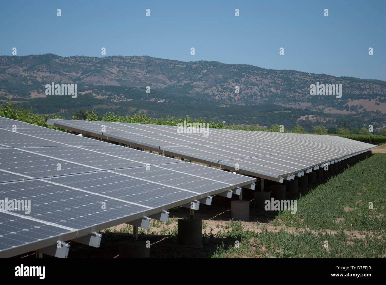 Solar panels in the vineyard of a Napa, California winery Stock Photo ...