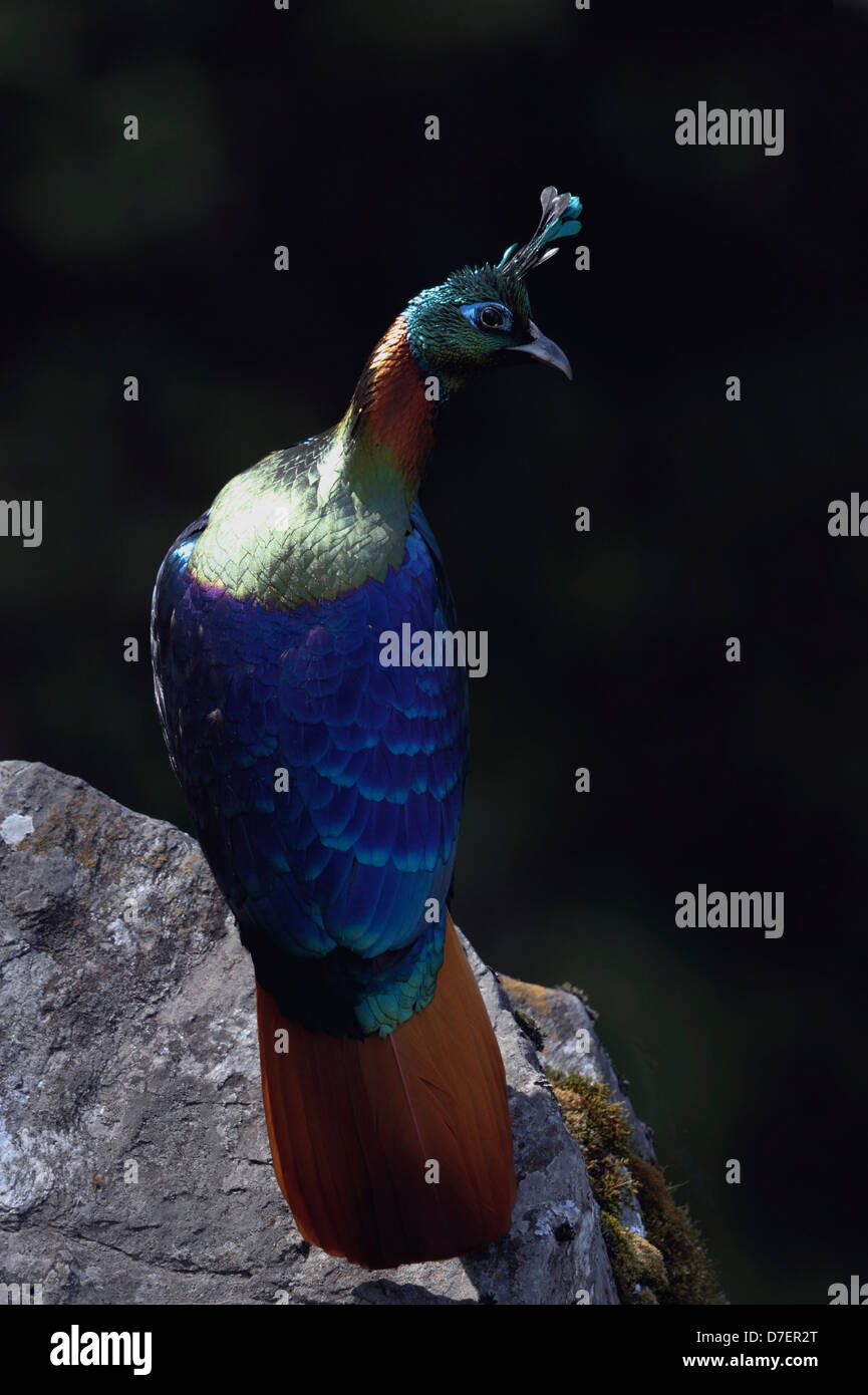 Himalayan monal pheasant hi-res stock photography and images - Alamy