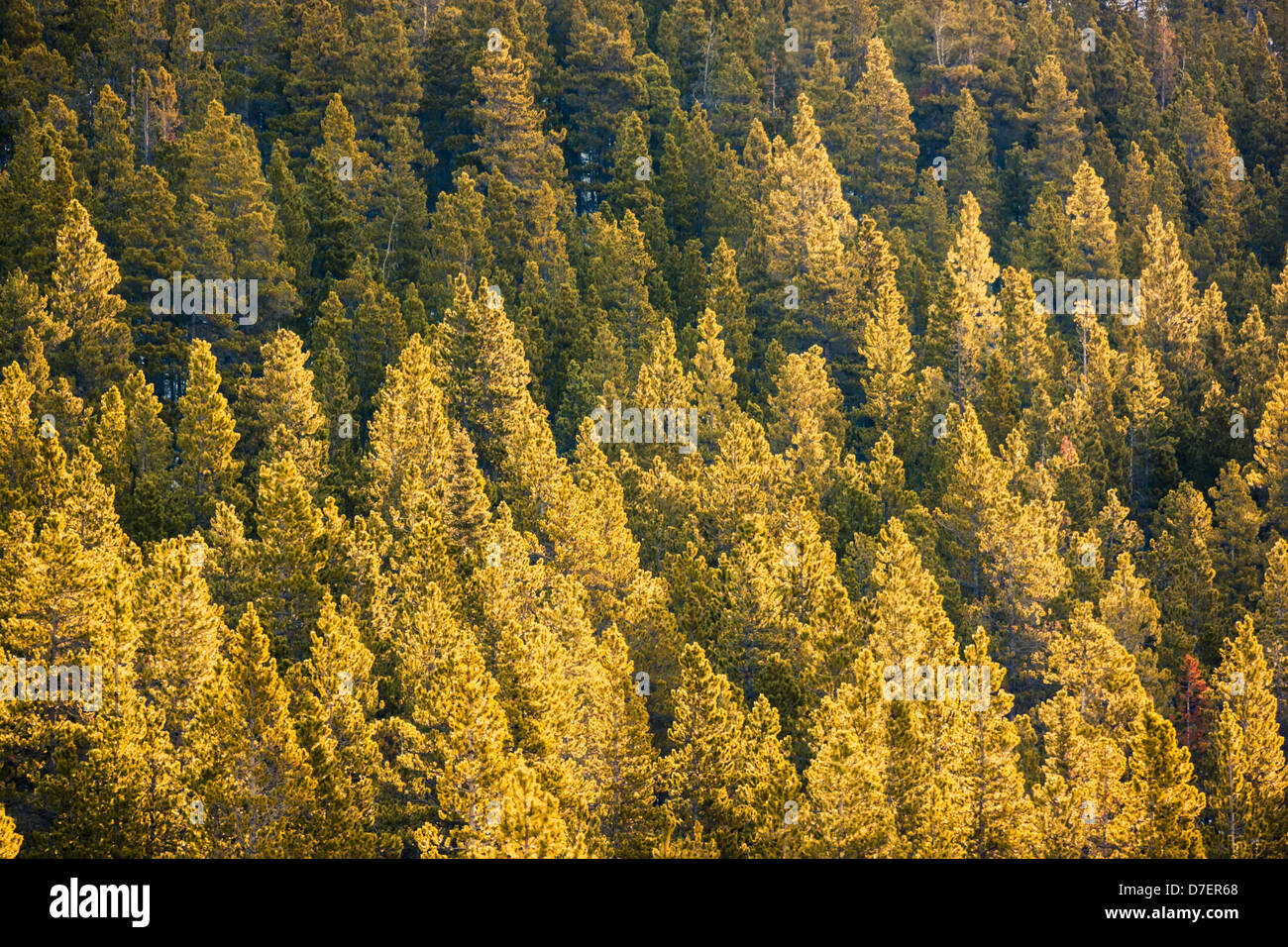 Evergreen tree in yellow and green along side the alaska highway, stone ...