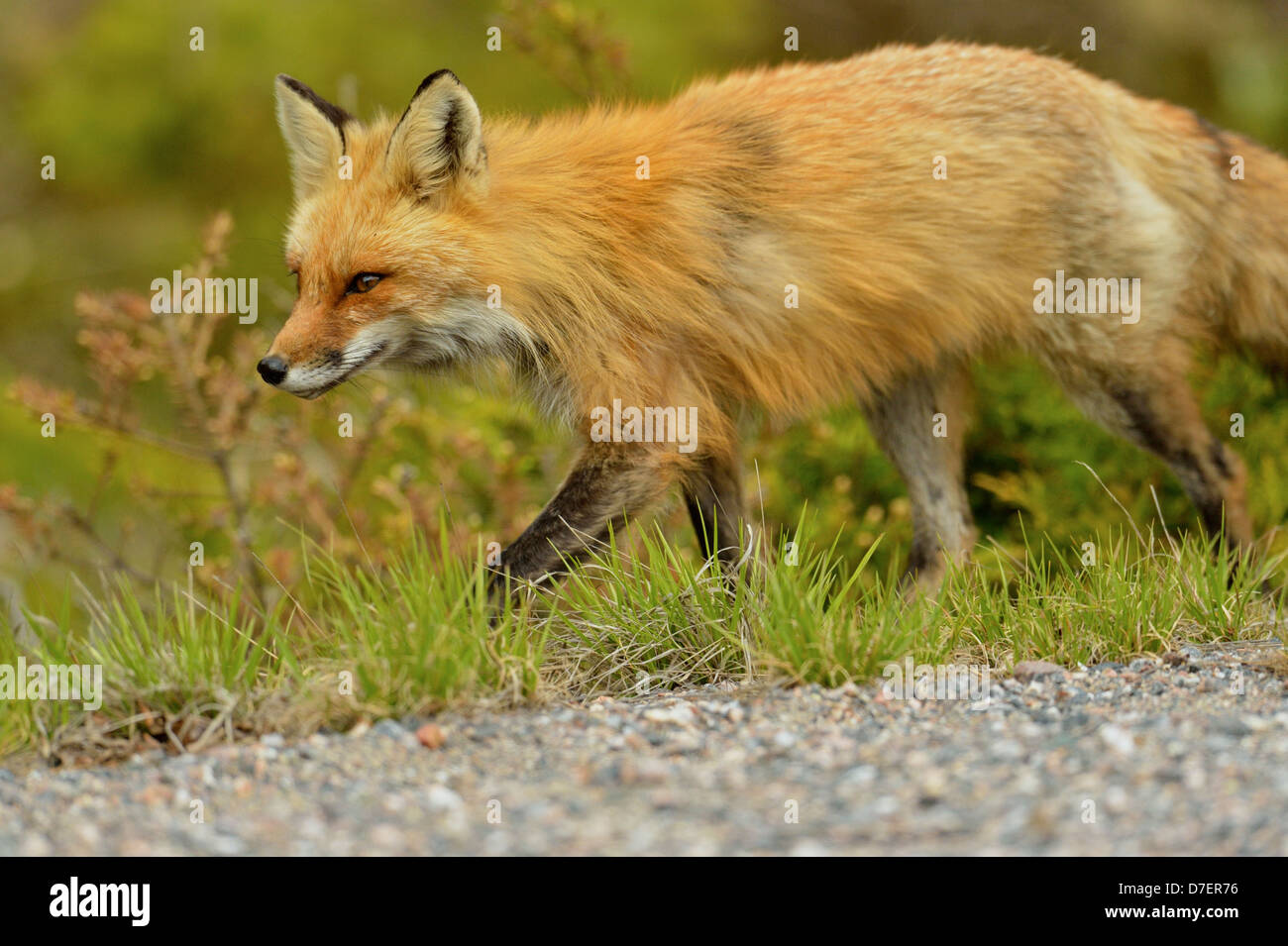 Red fox Vulpes vulpes Hunting near road Killarney Provincial Park ...