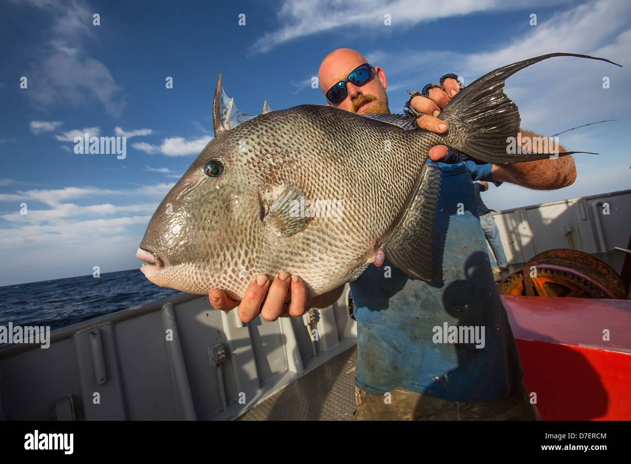 Grey triggerfish hi-res stock photography and images - Alamy
