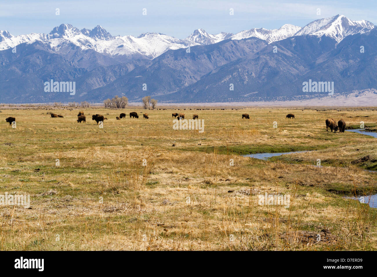 Buffalo ranch on Midwest Stock Photo - Alamy