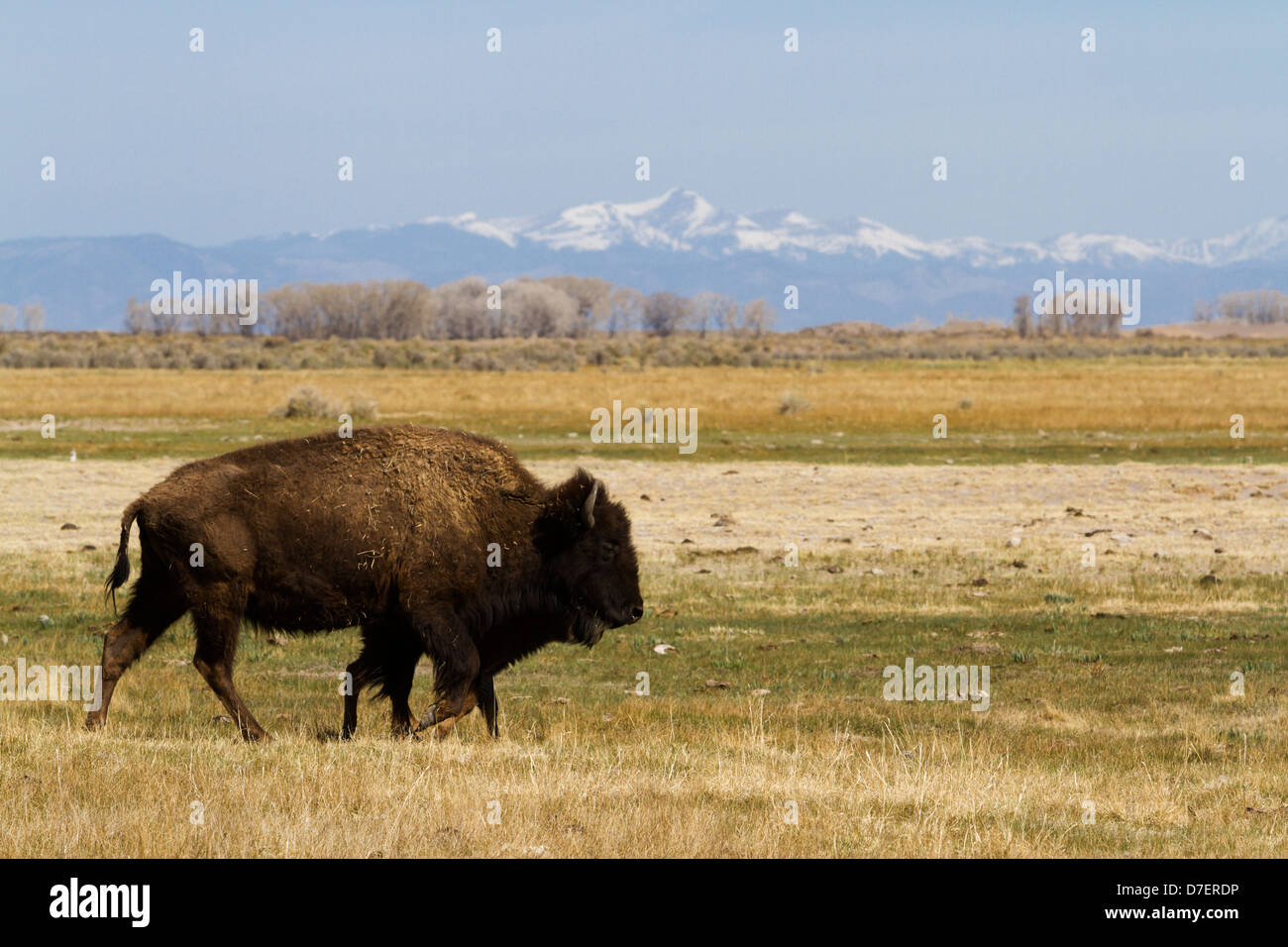 Buffalo peaks ranch colorado hi-res stock photography and images - Alamy