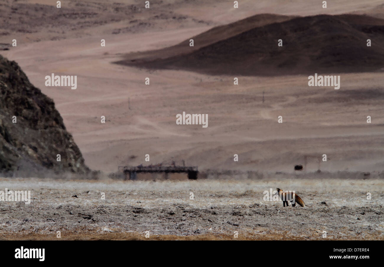 Red Fox in the landscape of Hanle, Ladakh in Jammu and Kashmir, India ...