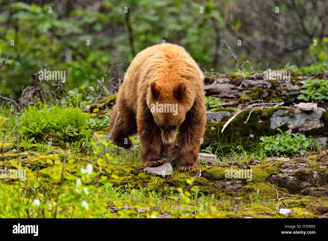 American Black bear, Ursus americanus, Cinnamon variety foraging in ...