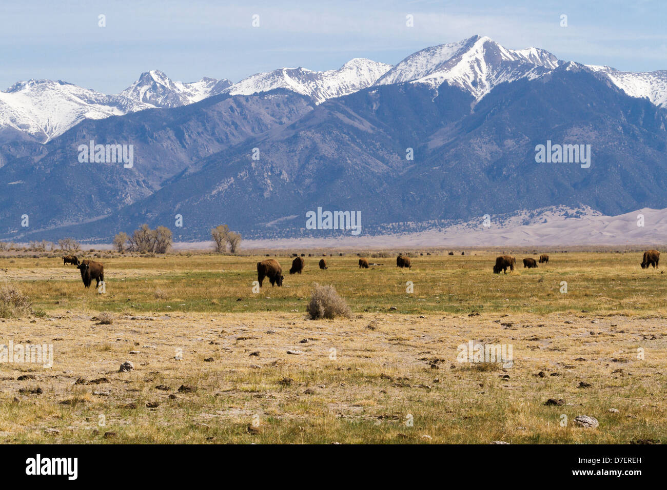 Buffalo ranch on Midwest Stock Photo - Alamy