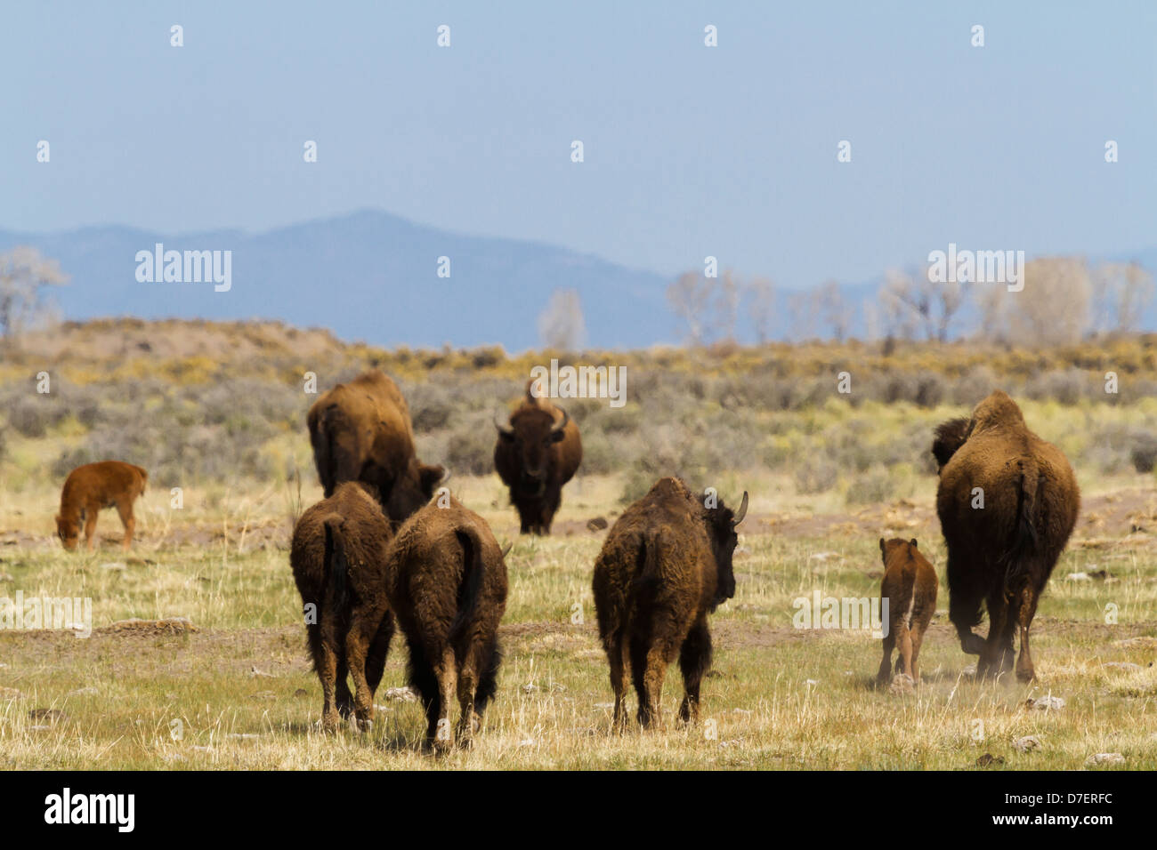 Buffalo peaks ranch colorado hi-res stock photography and images - Alamy