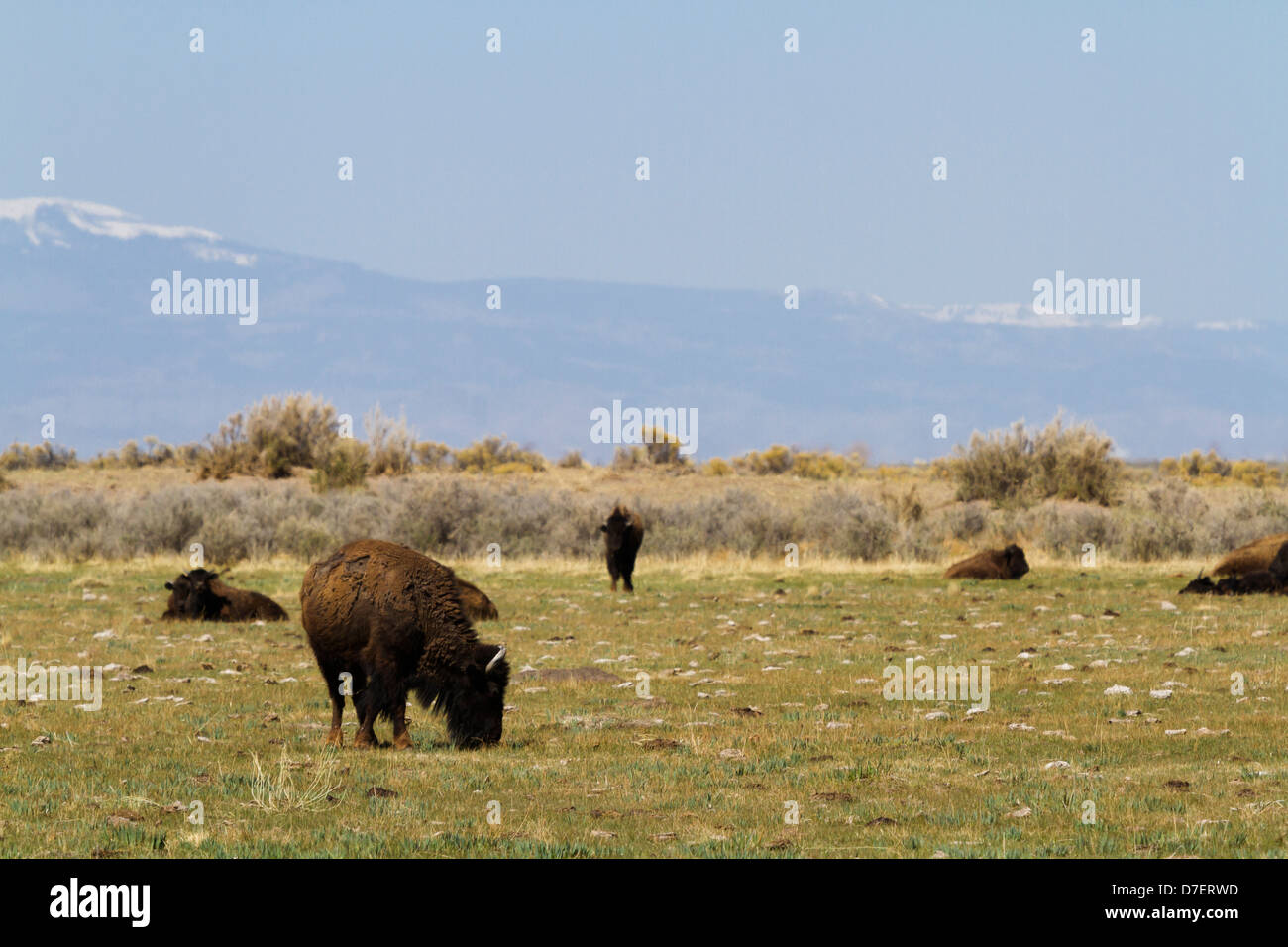 Buffalo peaks ranch colorado hi-res stock photography and images - Alamy