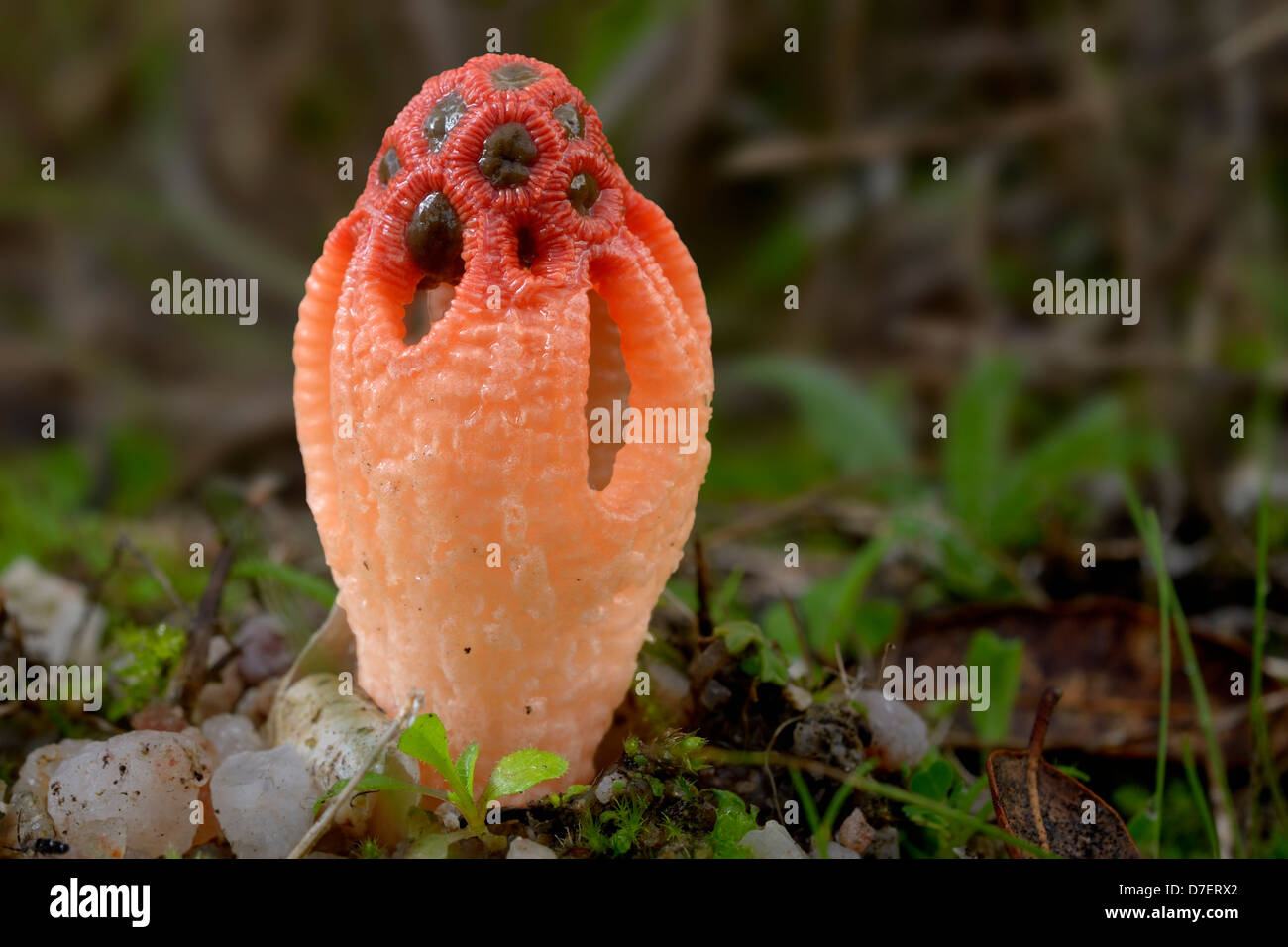 Clathrus ruber hi-res stock photography and images - Alamy